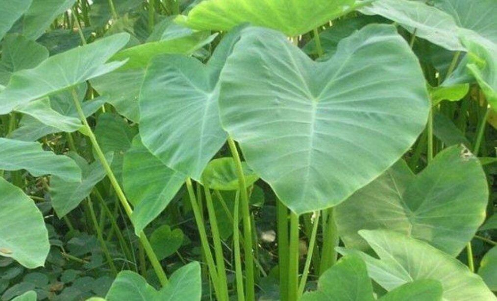Inilah 9 Manfaat Daun Talas Untuk Kesehatan yang Jarang Diketahui ...